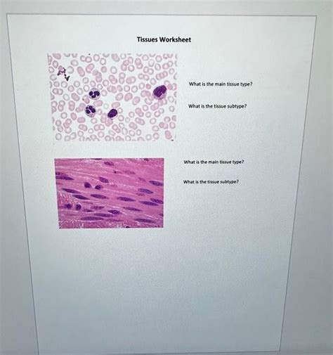 Types Of Tissues Worksheet Types Of Tissues Worksheet En