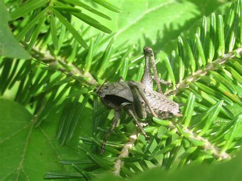 Atlanticus Sp Atlanticus Bugguidenet Atlanticus Sp Atlanticus Bugguidenet