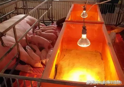 山东微尔生物揭秘为什么仔猪总是反复拉稀，无法根治？ 知乎
