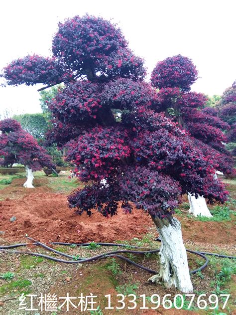 红花木景观景观景观园林第5页大山谷图库