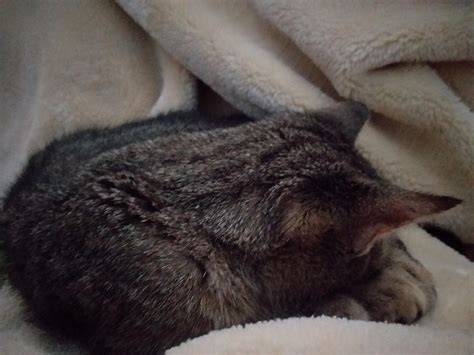 Sleepy Kitty 3 Rsleepingcats