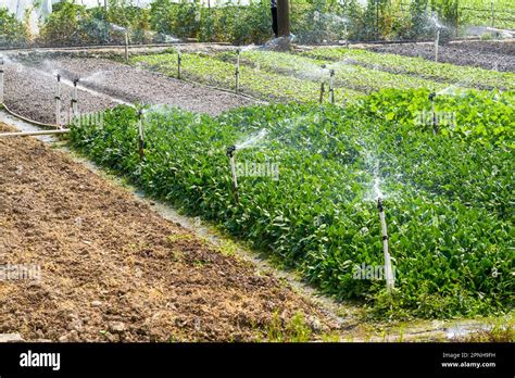 Automated Sprinkler Irrigation System And Sprinkler Heads In Farm Field