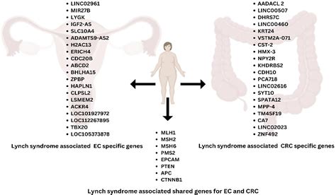 Frontiers A Brief Review Of Lynch Syndrome Understanding The Dual