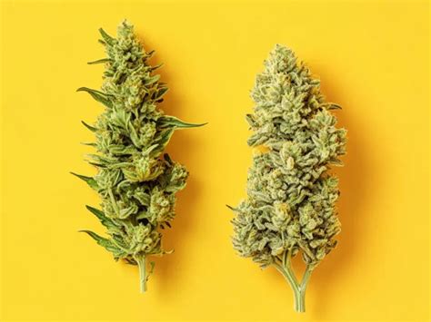 Indica Vs Sativa Comprendre Les Différences Pour Choisir La Bonne
