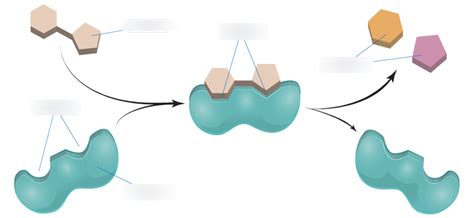 Chapter 6 Diagram Quizlet