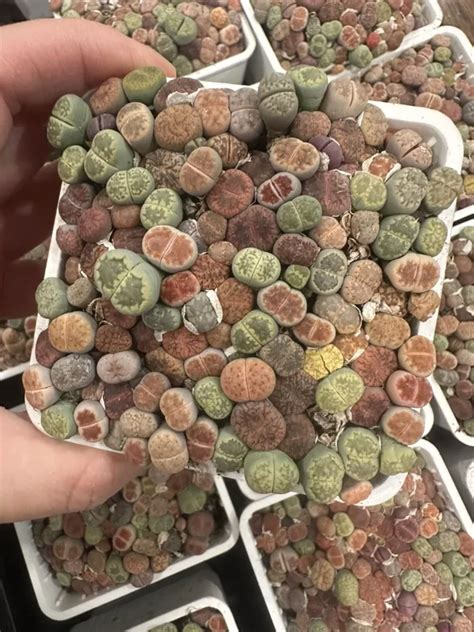Lithops Live Plants Colorful Living Stone Succulents