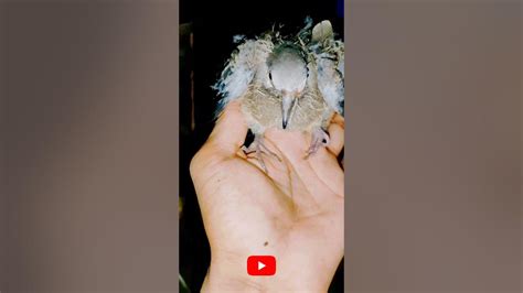 পাখিদের গুনগুনি আওয়াজ Youtube