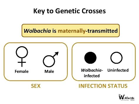 wolbachia reproductive parasitism wolbachia is a reproductive parasite