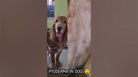 Pyoderma In Dogs 😳 Dog Pets Animals Doglover Youtube