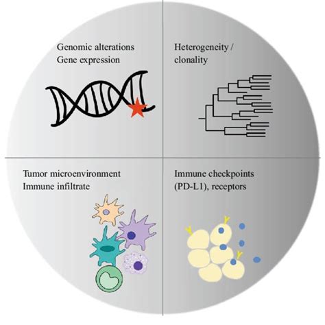 An Overview Of The Information That Can Be Gained From Tumor Genomic