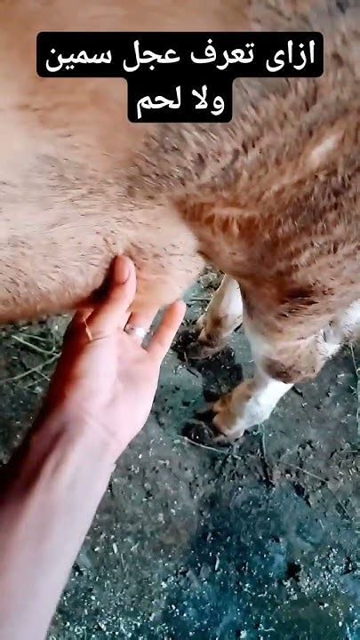 كيف تعرف عجلك سمين ولا لحم Youtube