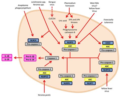 Inflammasome Signaling The Inflammasome Is Activated By Two Signals