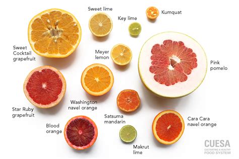 Best 13 Types Of Citrus Trees Varieties Of Citrus Artofit