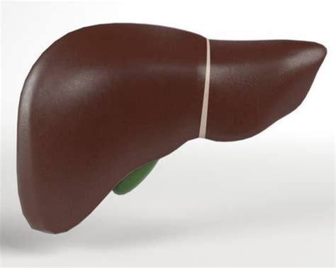 Exploring In Vitro 3d Liver Models Scitovation