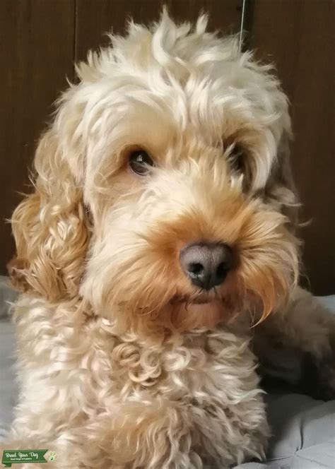 Cockapoo For Stud Stud Dog Liverpool Breed Your Dog