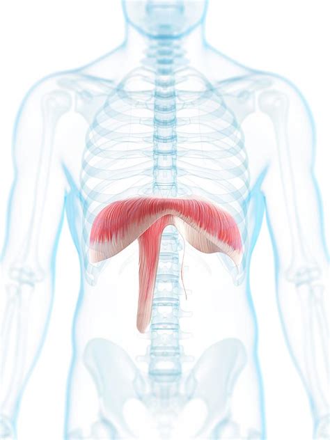 Diaphragm 2 Photograph By Scieproscience Photo Library Pixels