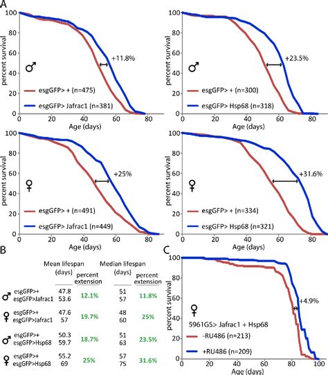 Figure 1 From Lifespan Extension By Preserving Proliferative