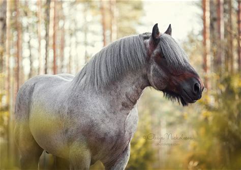 Лошади - альбомы - Николаева Олеся - конники - equestrian.ru