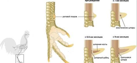 Сколько лет петуху: цели и способы определения возраста птицы
