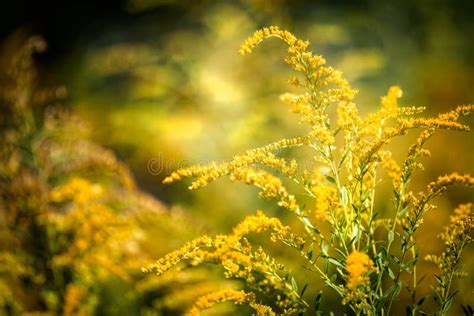 Nature Blurred Multicolored Floral Abstract Background For Desight And