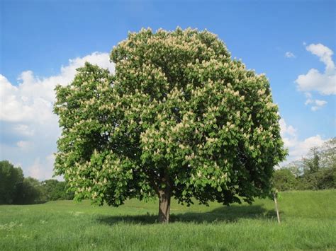 Cuál es la diferencia entre un árbol y un arbusto