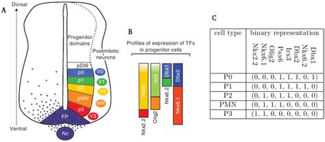 Transcription Factor Profiles In The Ventral Spinal Cord A Neural Download Scientific