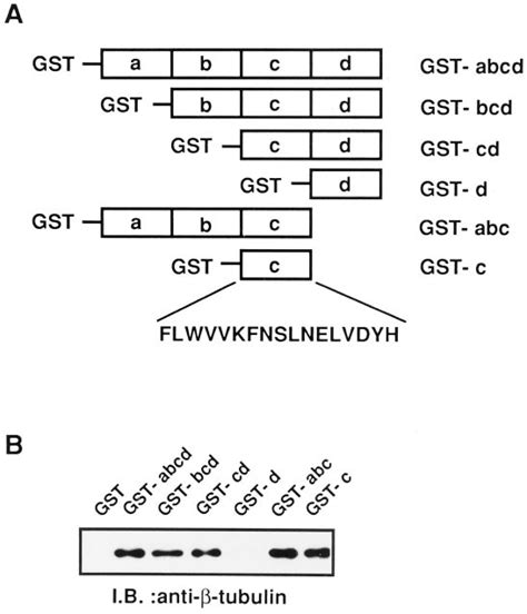 A Carboxyl Terminal Region Of The Sh2 Domain Is Responsible For Binding Download Scientific