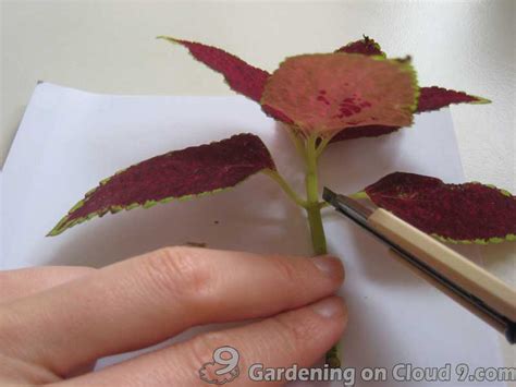 Guidelines And Basic Tips Of Plant Propagation From Cuttings Coleus