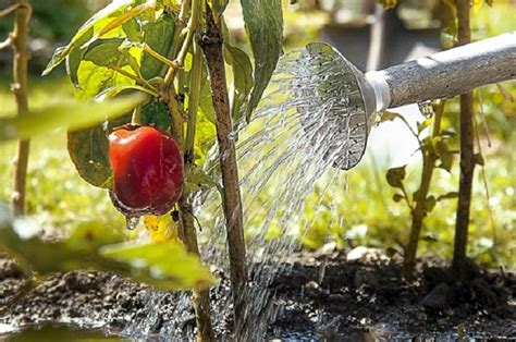 水やりの適切な頻度って？ トピックス 手ぶらで通えるサポート付き都市農園「みんなのはたけ」の公式サイト