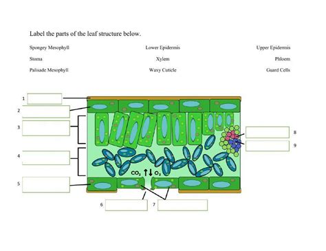 Leaf Structure Homework Review Worksheet Test Prep Print