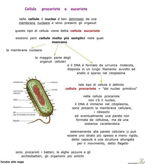 Paradiso Delle Mappe La Cellula Procariote E Eucariote