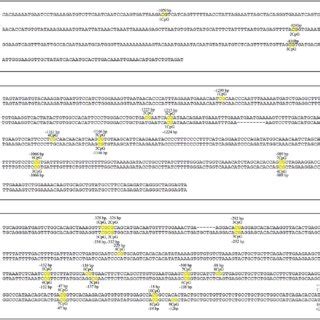 Amplified Regions Of The Predicted Promoter Sequences Relative To The