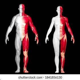 Study Human Anatomy Naked Man Woman Stock Illustration Shutterstock