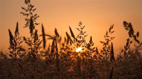 Fondos De Pantalla Luz De Sol Profundidad De Campo Puesta De Sol