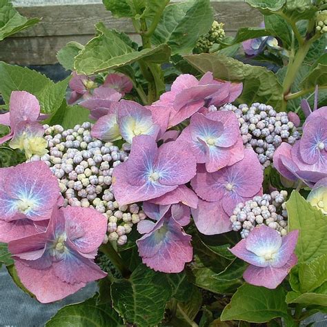 Hydrangea Macrophylla Blaumeise Find Haveplanter