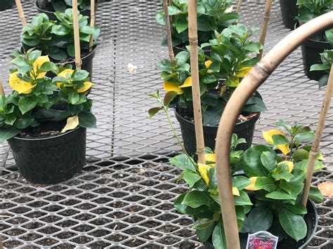 Greenhouse Updates Apr 30 2018 Center For Agriculture Food And