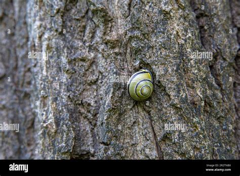 Grove Tree Snail Black Mouthed Tree Snail On Tree Bark In The Worringer Bruch An 8000 Year