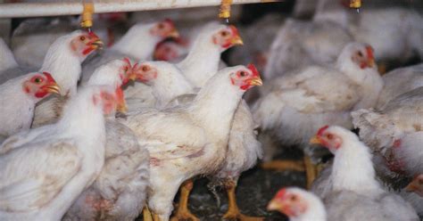 U S Officials Walk Back Plans To Stop Culling Poultry For Bird Flu