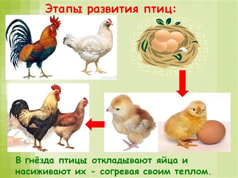 Картинки На Тему Домашние Птицы — Картинки фотографии