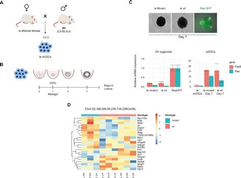 Ie Mouse Embryonic Stem Cells Derivation And Gene Expression Analyses