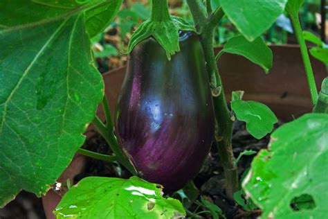 Brinjal On Plant Free Stock Photo Public Domain Pictures
