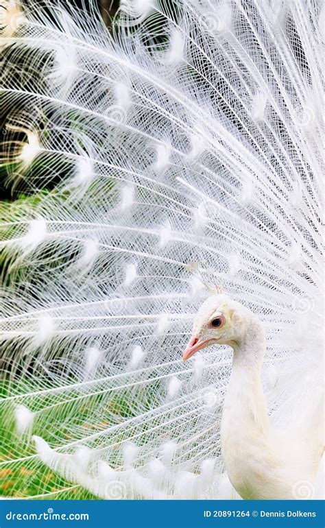Pavão Do Albino Foto De Stock Imagem De Albino Olho 20891264