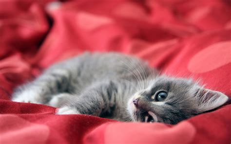 100 Cute Kitty Wallpapers