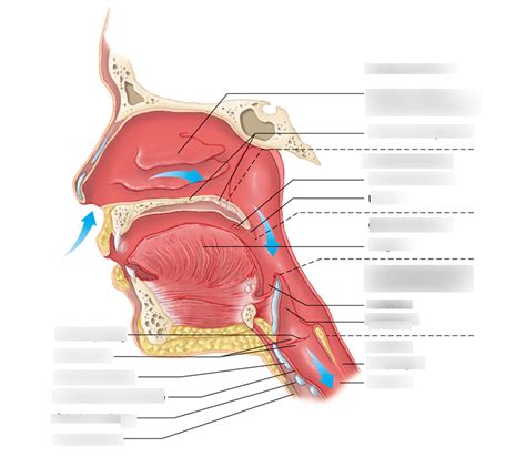 Upper Airway Anatomy Diagram Quizlet
