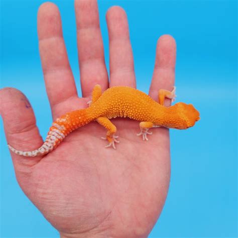 All Leopard Geckos For Sale Page 5 Geeky Gecko Creations