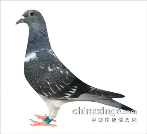 如何正确喂养幼鸽 中信网各地鸽舍