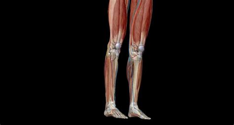 Premium Photo The Knee Is A Modified Hinge Joint Which Permits