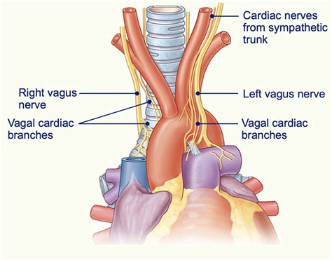 Diagram Of Pulmonary Trunk Ct Quizlet
