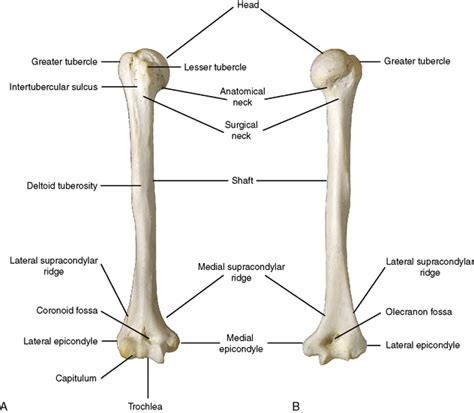 The Upper Limb Pocket Dentistry