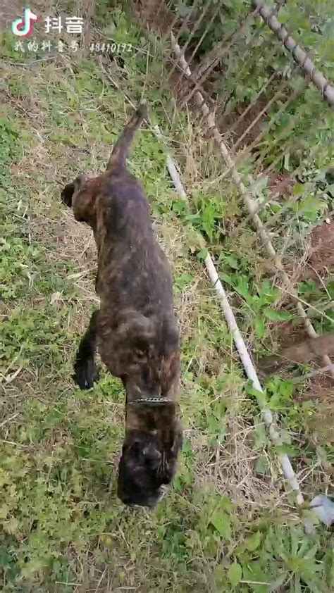紧皮卡斯罗犬 老版卡斯罗犬 卡斯罗速度 第12页 大山谷图库